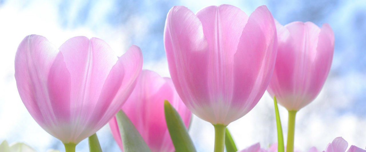 Die 4 Blumen | Diamond Management EU